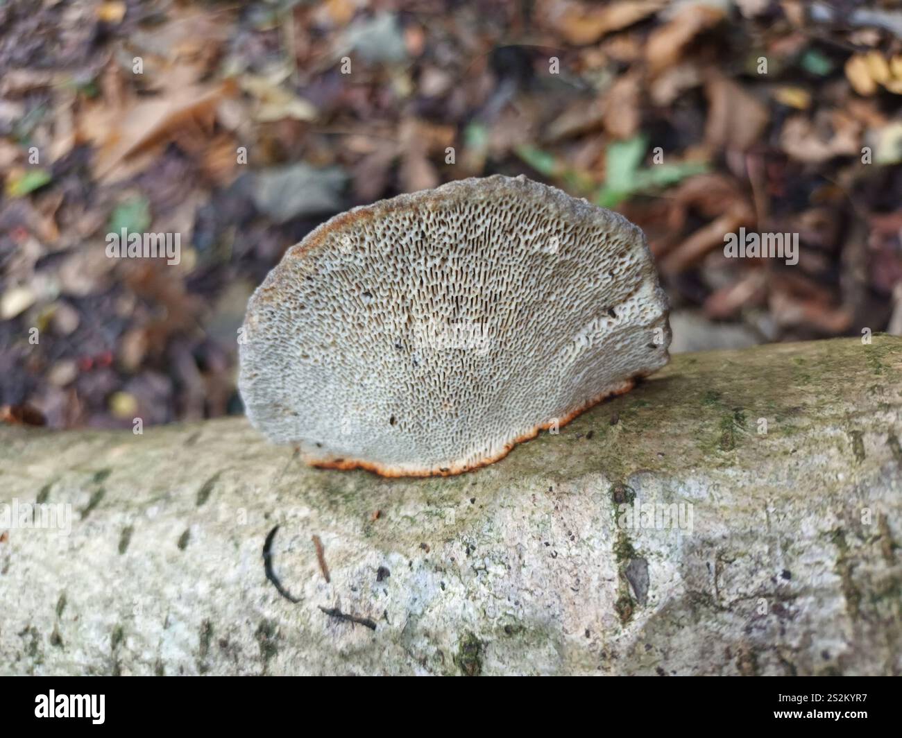 Thin-walled Maze Polypore (Daedaleopsis confragosa Stock Photo - Alamy