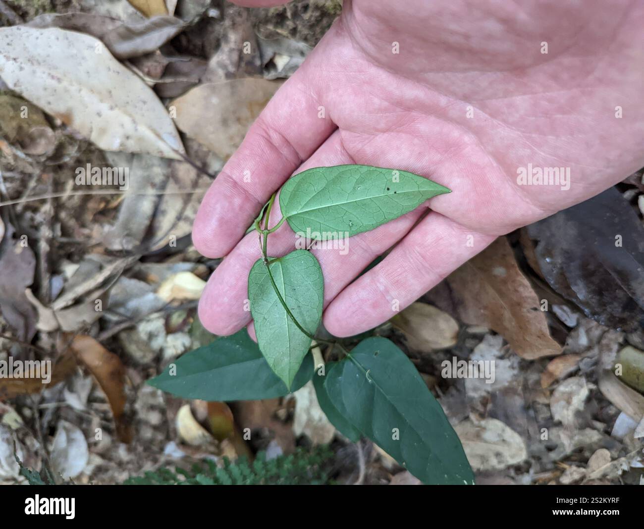 Common Milk Vine (Leichhardtia rostrata Stock Photo - Alamy