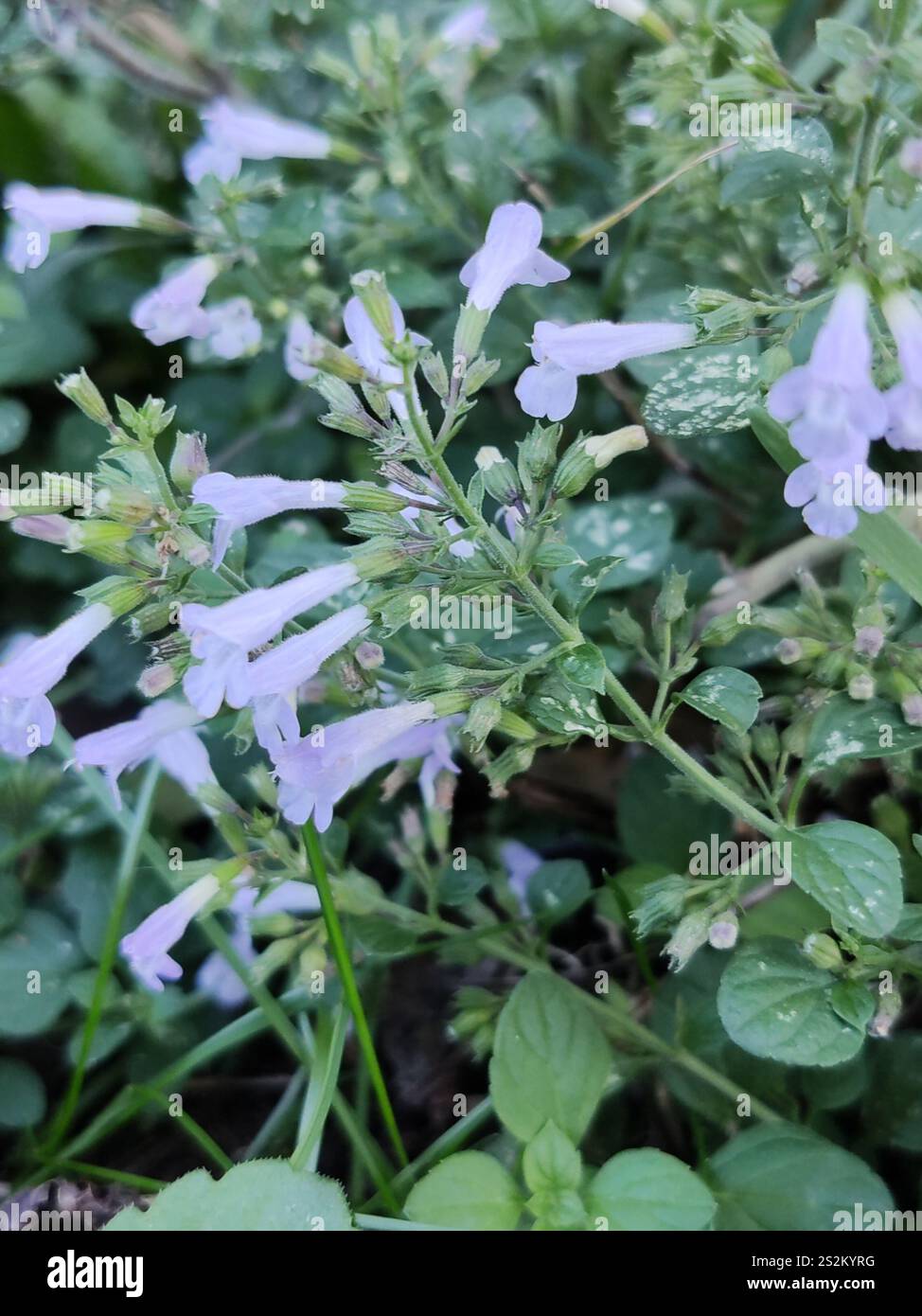 Lesser Calamint (Clinopodium nepeta Stock Photo - Alamy