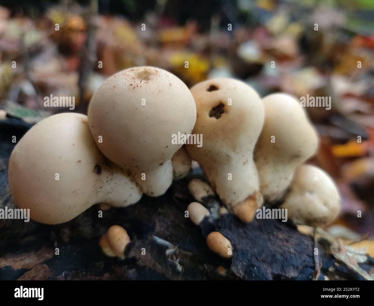 Pear-shaped Puffball (Apioperdon pyriforme Stock Photo - Alamy