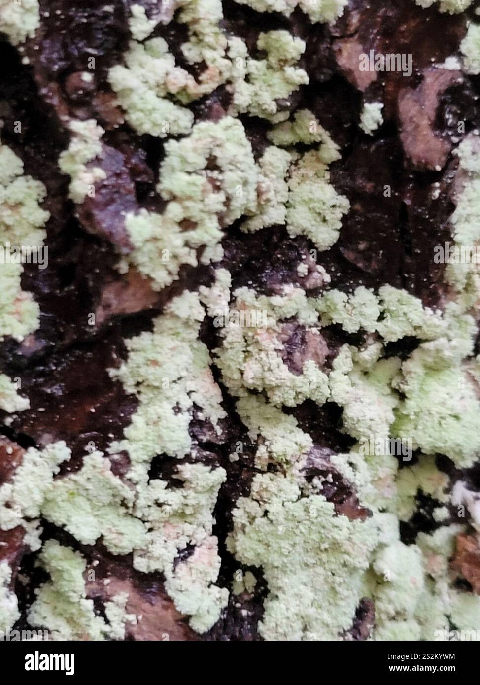Fluffy Dust Lichen (Lepraria finkii Stock Photo - Alamy