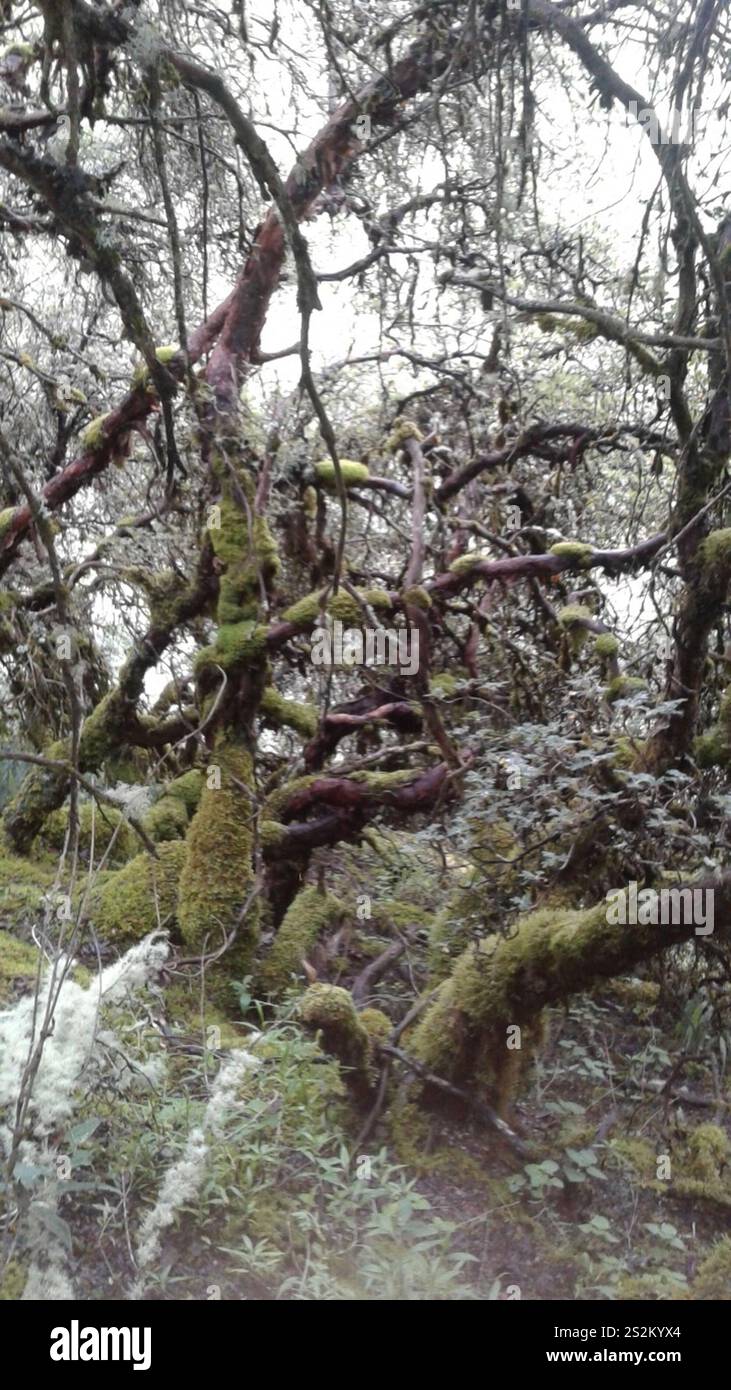 queñua (Polylepis racemosa Stock Photo - Alamy