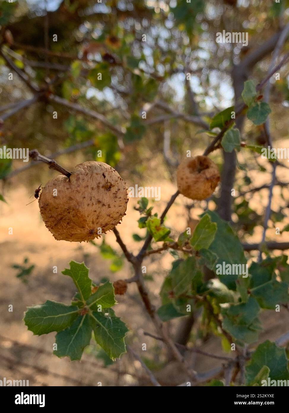 Live Oak Apple Gall Wasp (Amphibolips quercuspomiformis Stock Photo - Alamy