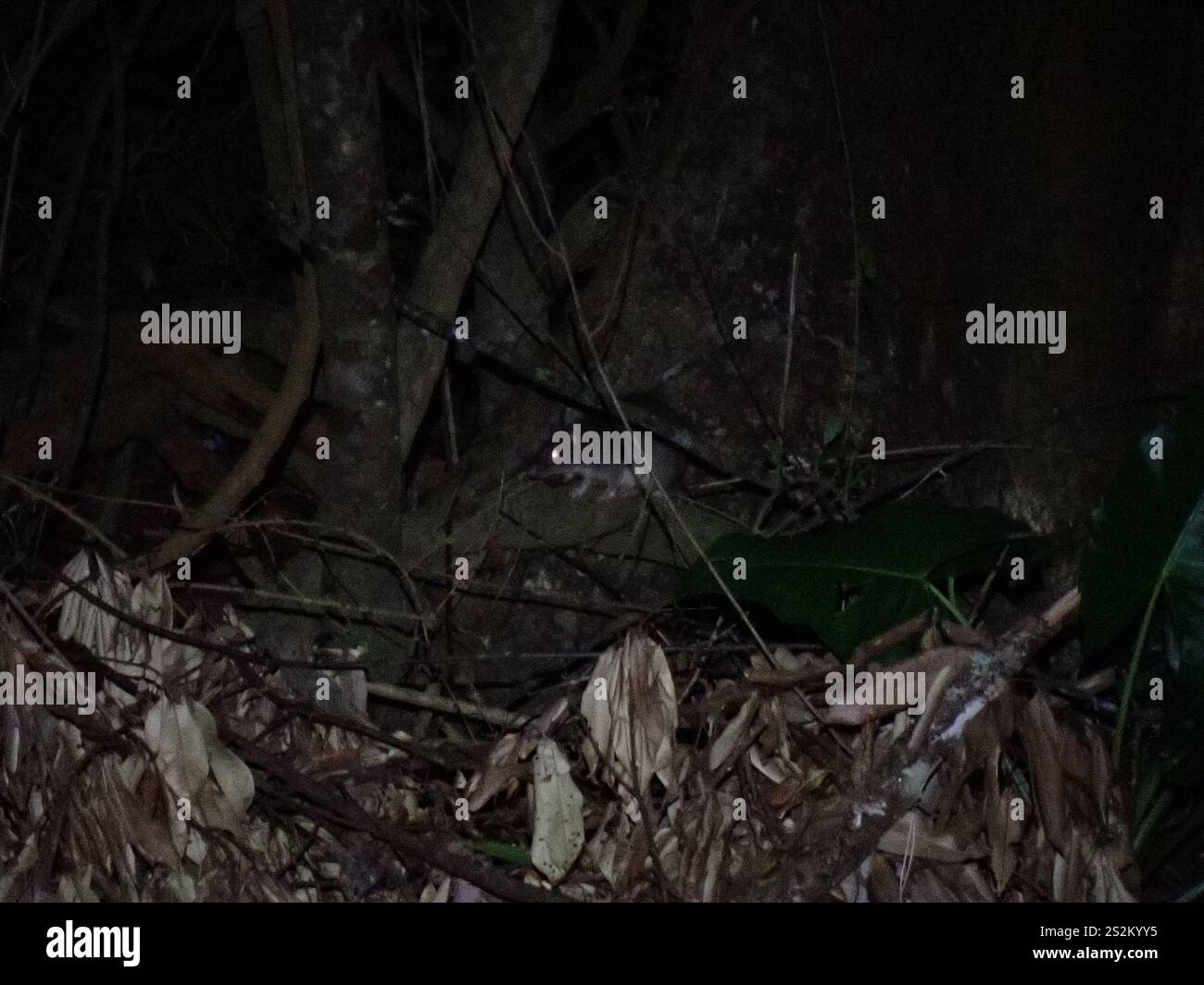 White-tailed Giant Rat (Uromys caudimaculatus Stock Photo - Alamy