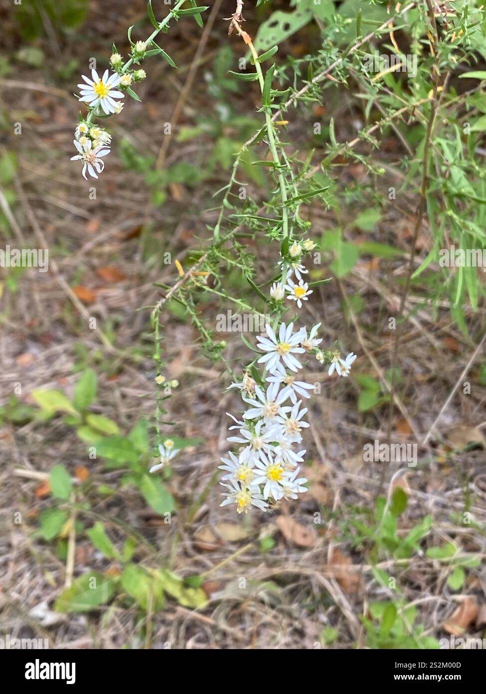 white heath aster (Symphyotrichum ericoides Stock Photo - Alamy