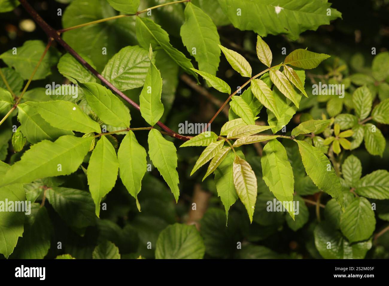 European ash (Fraxinus excelsior Stock Photo - Alamy