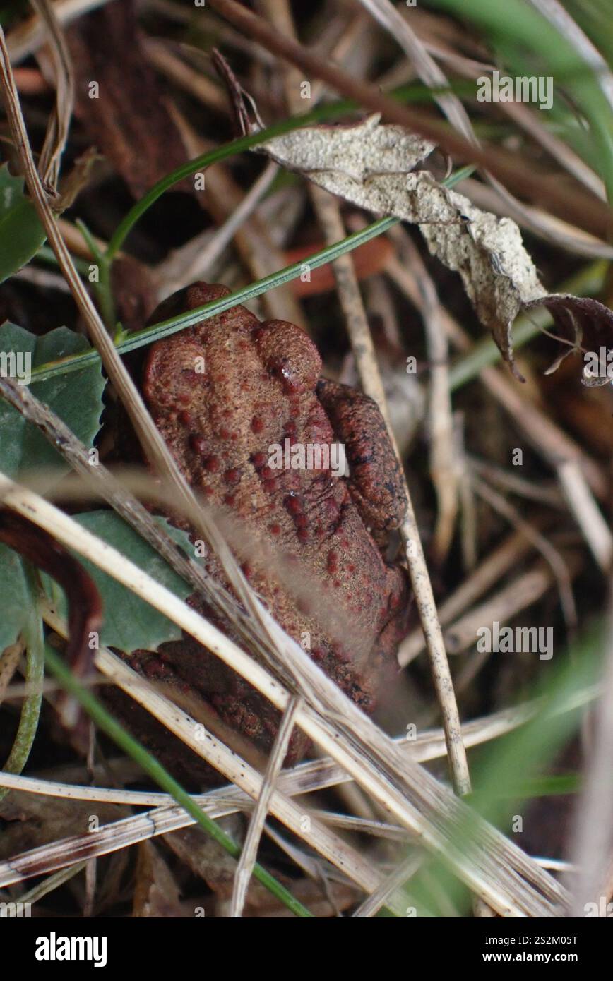 Western Toad (Anaxyrus boreas Stock Photo - Alamy