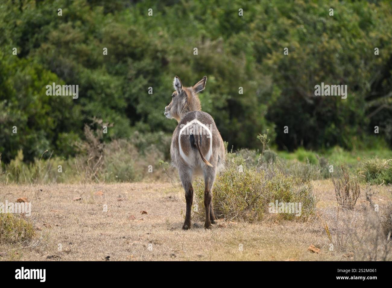 Antelope natural behavior hi-res stock photography and images - Alamy