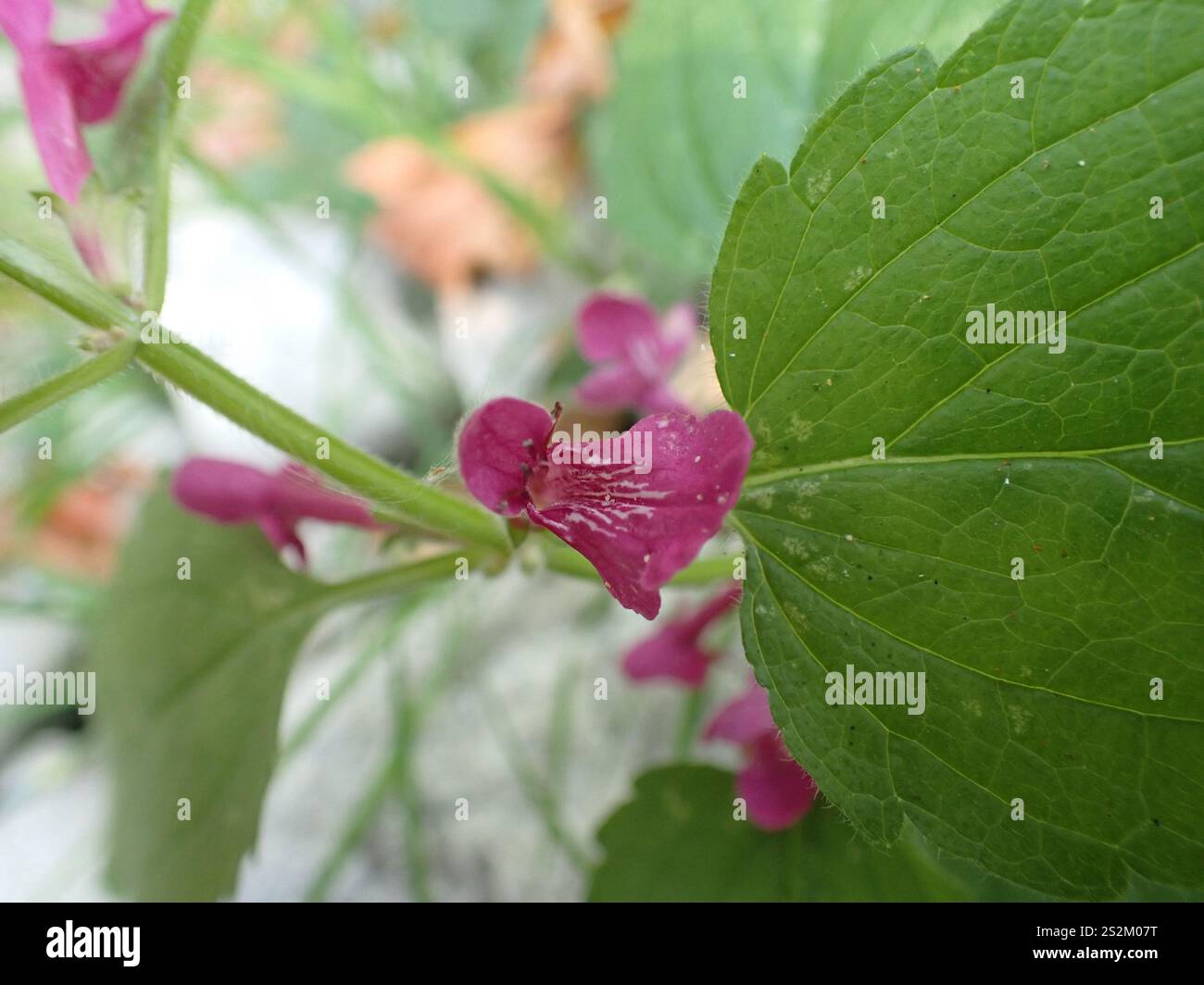 Coastal Hedge-nettle (Stachys chamissonis Stock Photo - Alamy