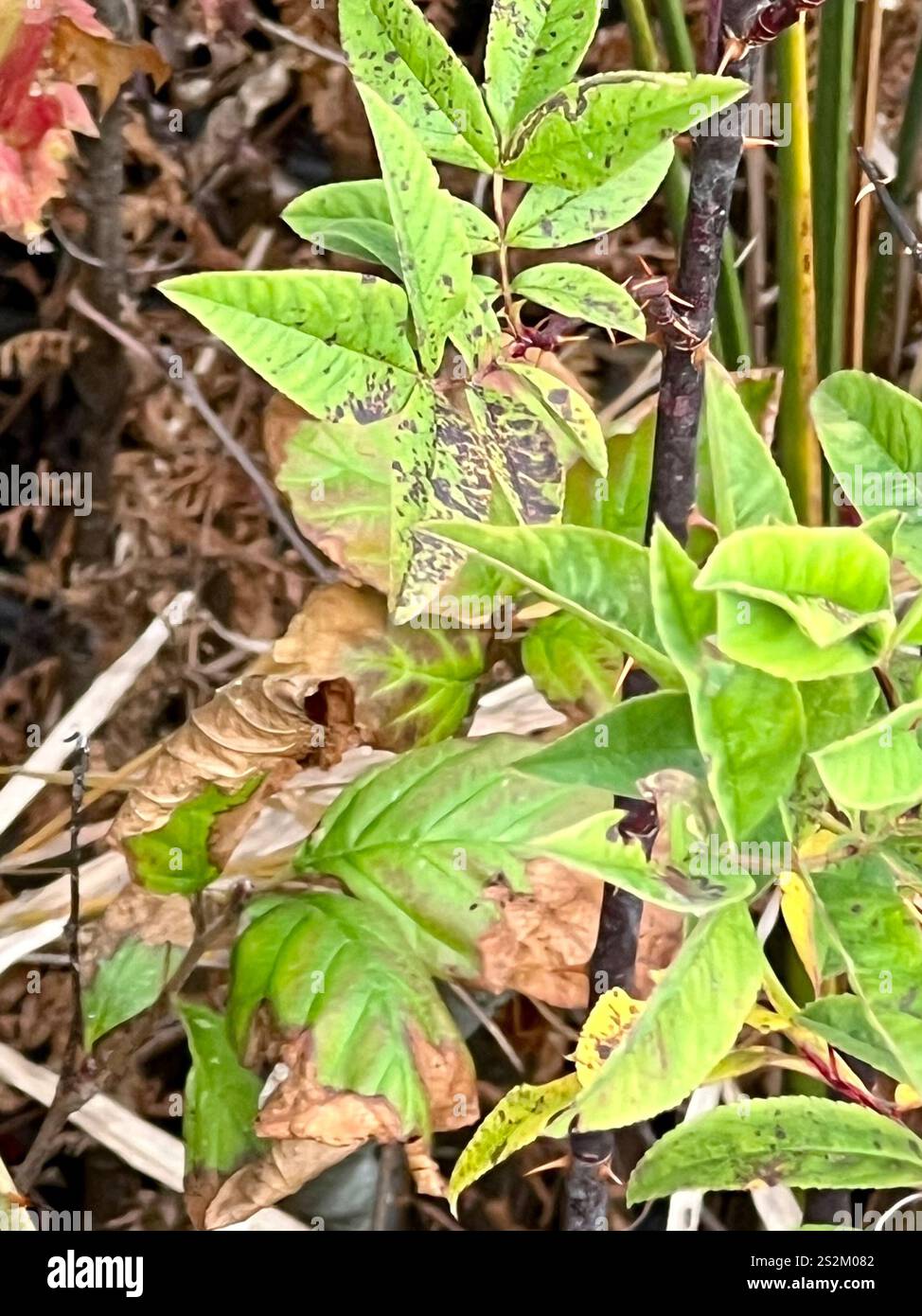 swamp rose (Rosa palustris Stock Photo - Alamy