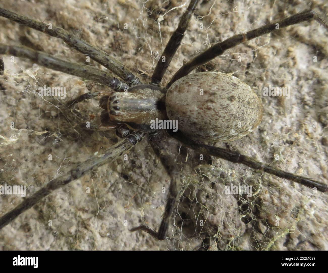 Sheetweb Spiders (Cambridgea Stock Photo - Alamy