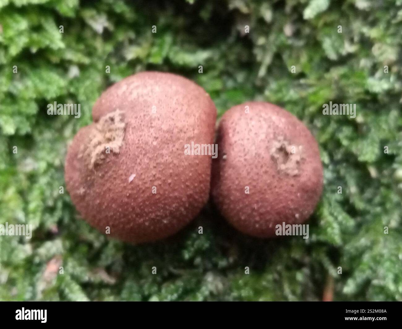 Pear-shaped Puffball (Apioperdon pyriforme Stock Photo - Alamy