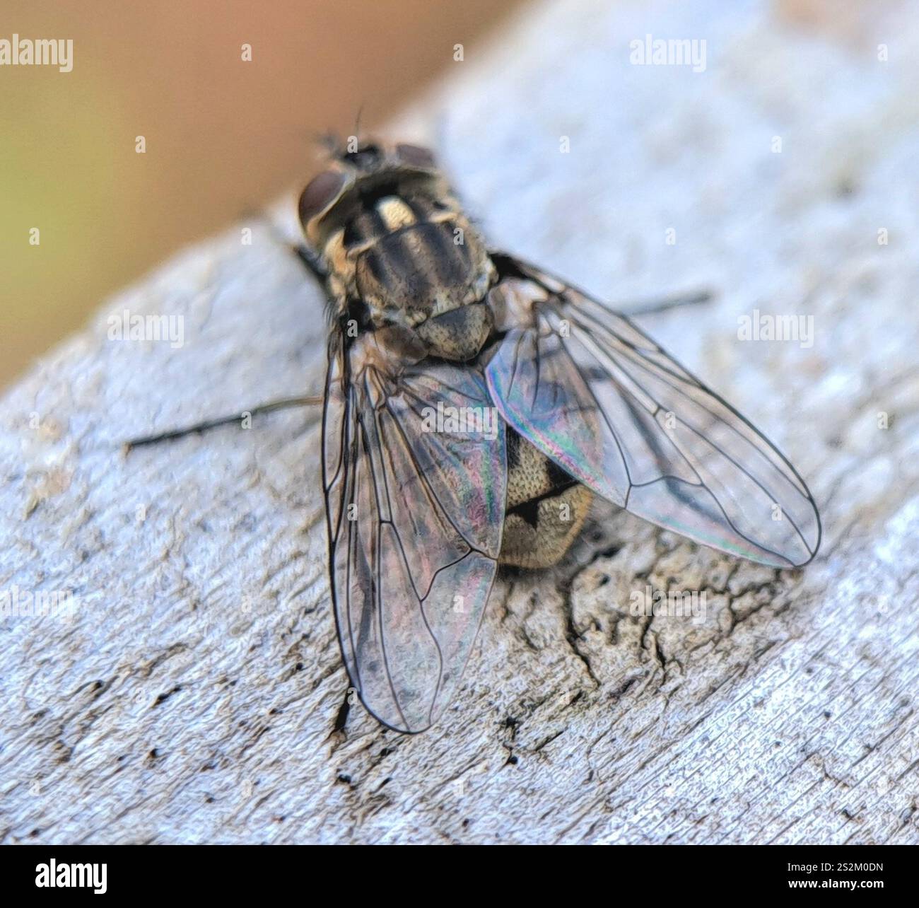 Stable Fly (Stomoxys calcitrans Stock Photo - Alamy