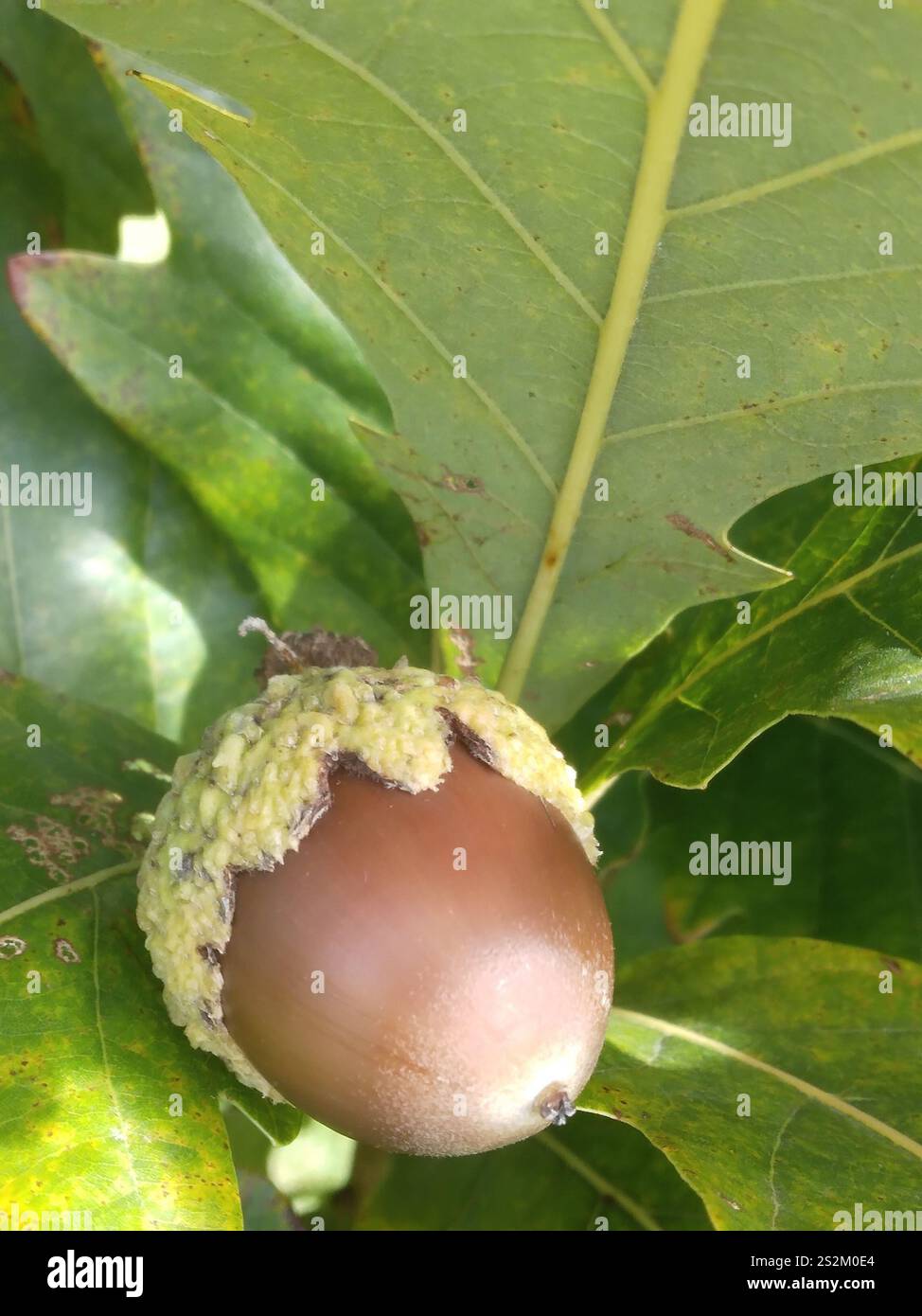 swamp white oak (Quercus bicolor Stock Photo - Alamy