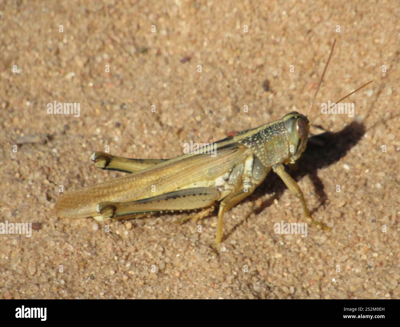 Spotted Bird Grasshopper (Schistocerca lineata Stock Photo - Alamy