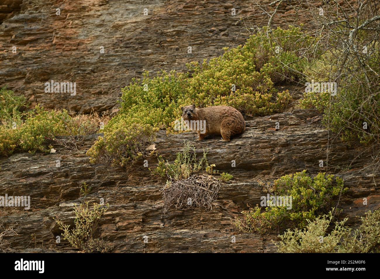 Rock hyrax art hi-res stock photography and images - Alamy