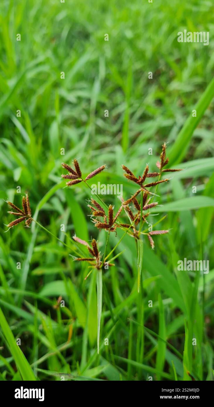 Purple nutsedge (Cyperus rotundus Stock Photo - Alamy