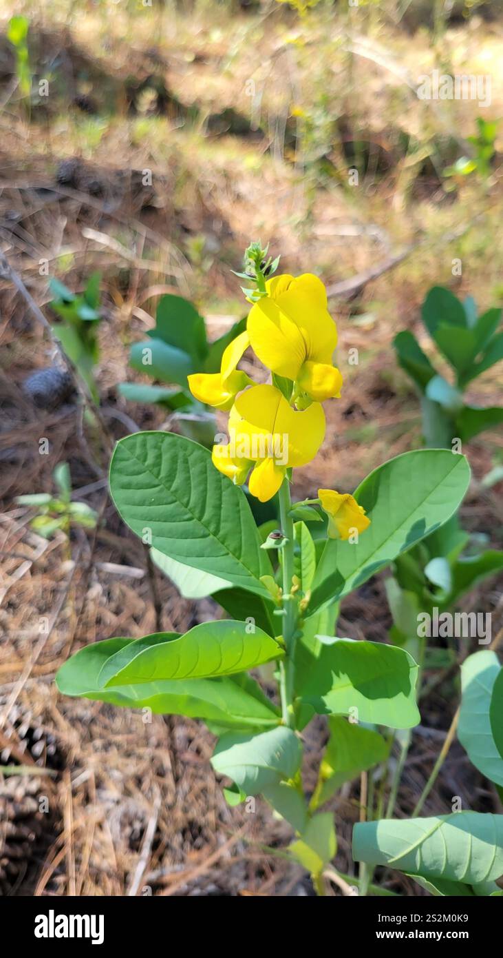 Showy Rattlebox (Crotalaria spectabilis Stock Photo - Alamy