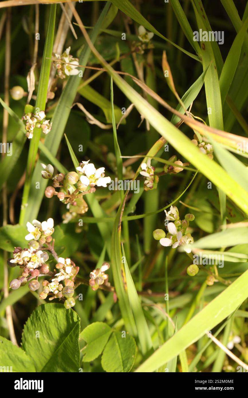 Scurvy grass (Cochlearia officinalis Stock Photo - Alamy