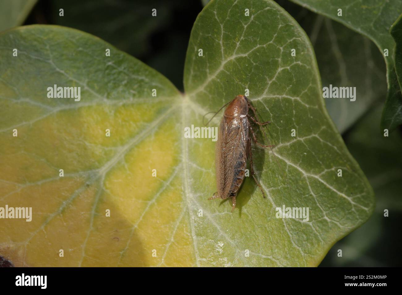 Amber Wood Cockroach (Ectobius vittiventris Stock Photo - Alamy