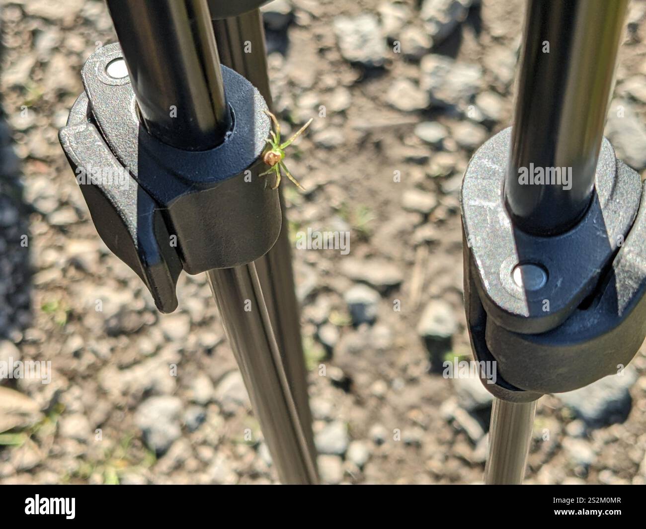 Triangle Crab Spider (Ebrechtella tricuspidata Stock Photo - Alamy