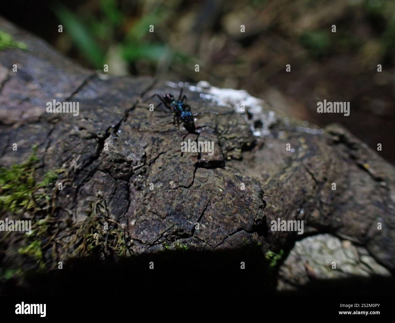 Pony Ants (Rhytidoponera Stock Photo - Alamy