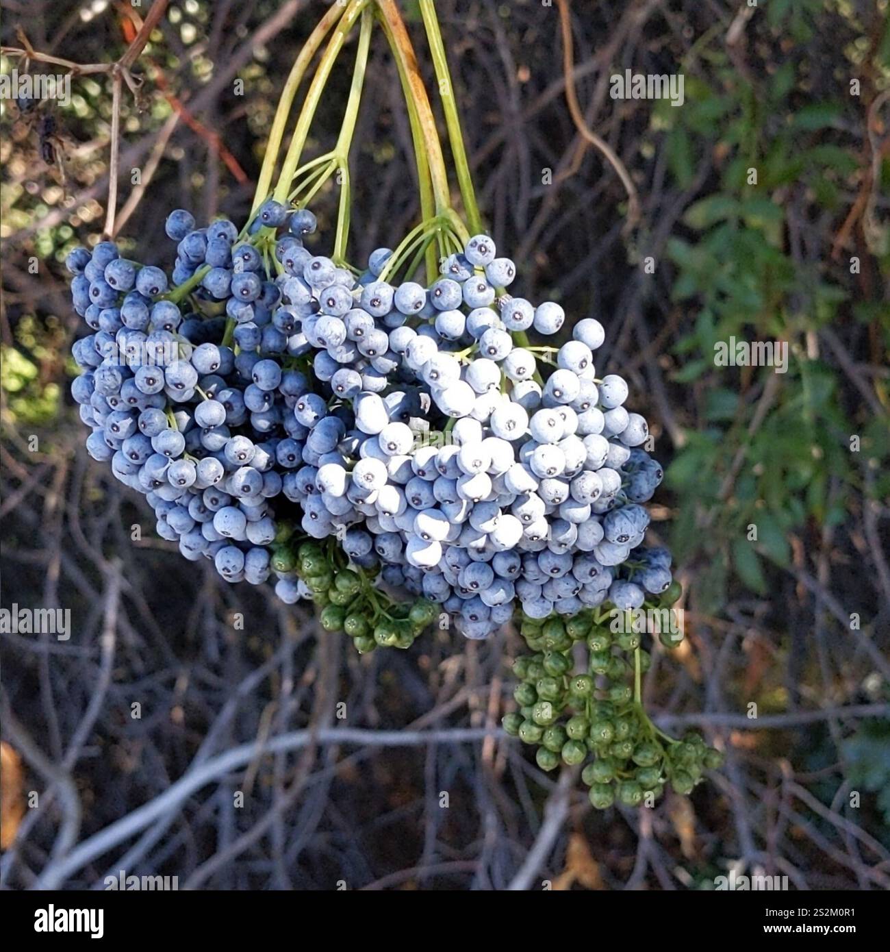 blue elder (Sambucus cerulea Stock Photo - Alamy