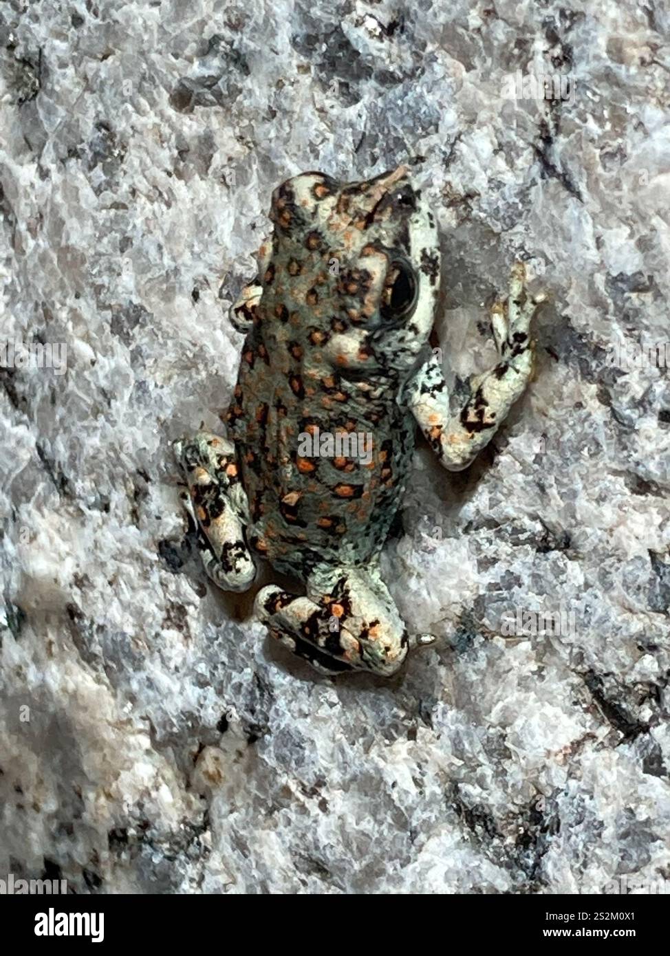 Red-spotted Toad (Anaxyrus punctatus Stock Photo - Alamy