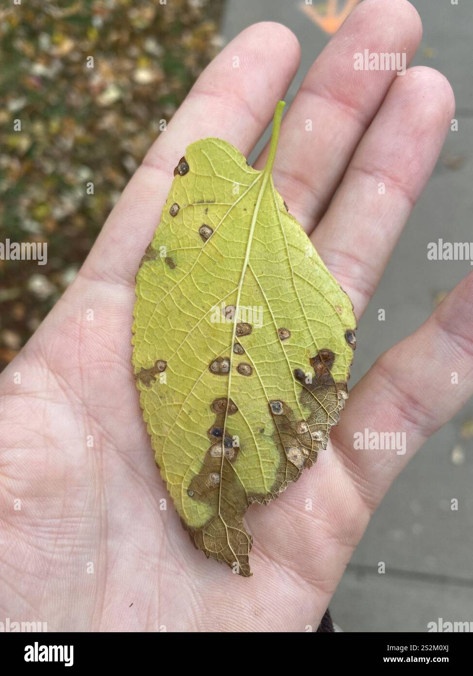 Hackberry Blister Gall Psyllid (Pachypsylla celtidisvesicula Stock ...