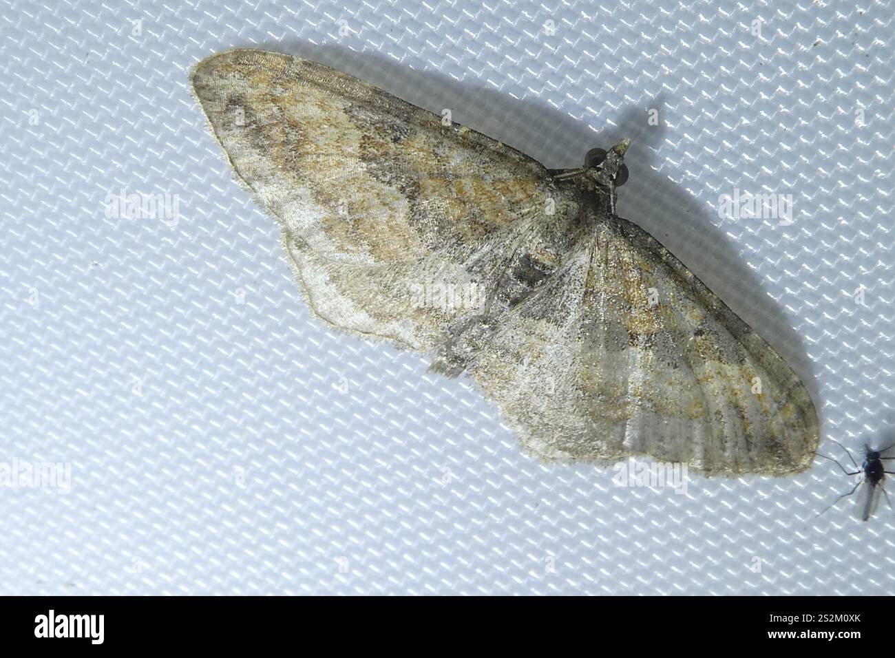 Gem Moth (Orthonama obstipata Stock Photo - Alamy