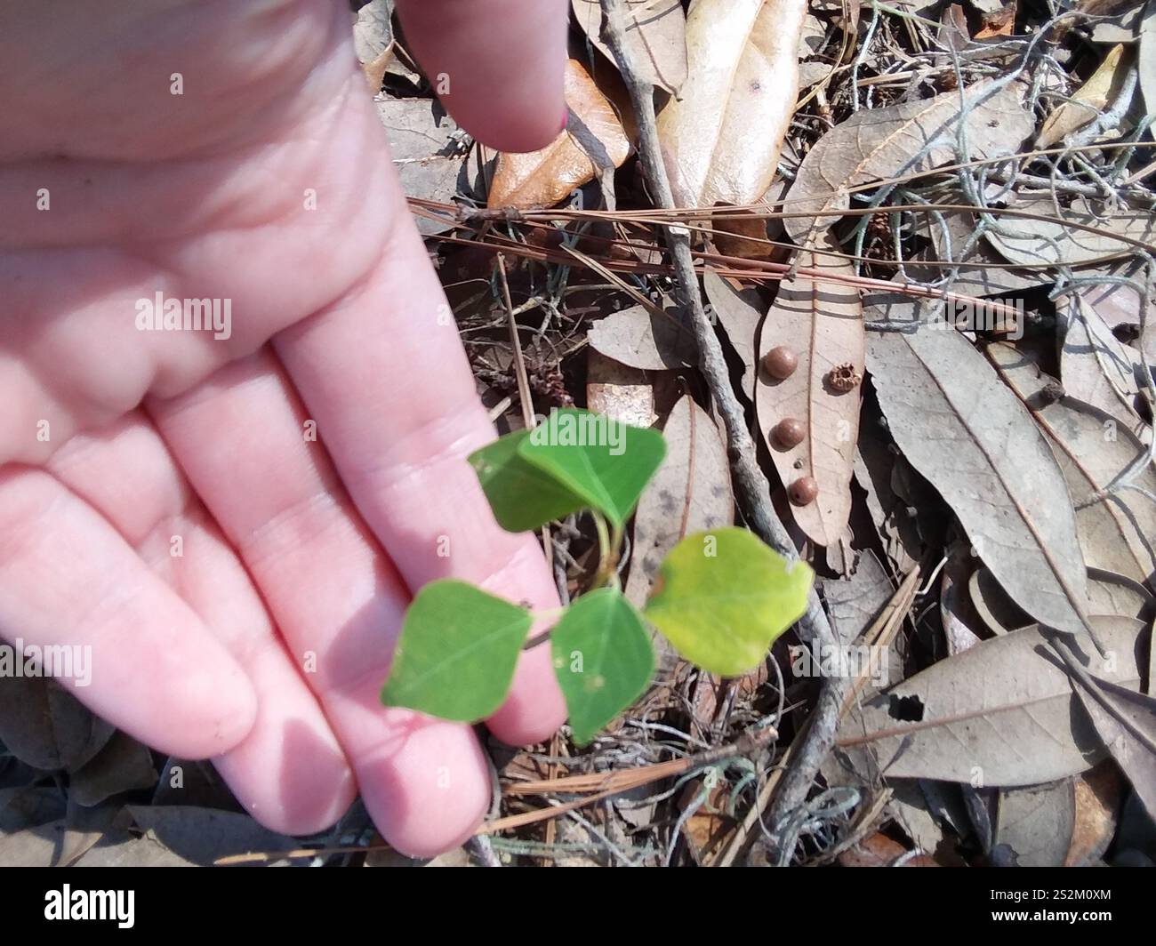 Chinese Tallow (Triadica sebifera Stock Photo - Alamy