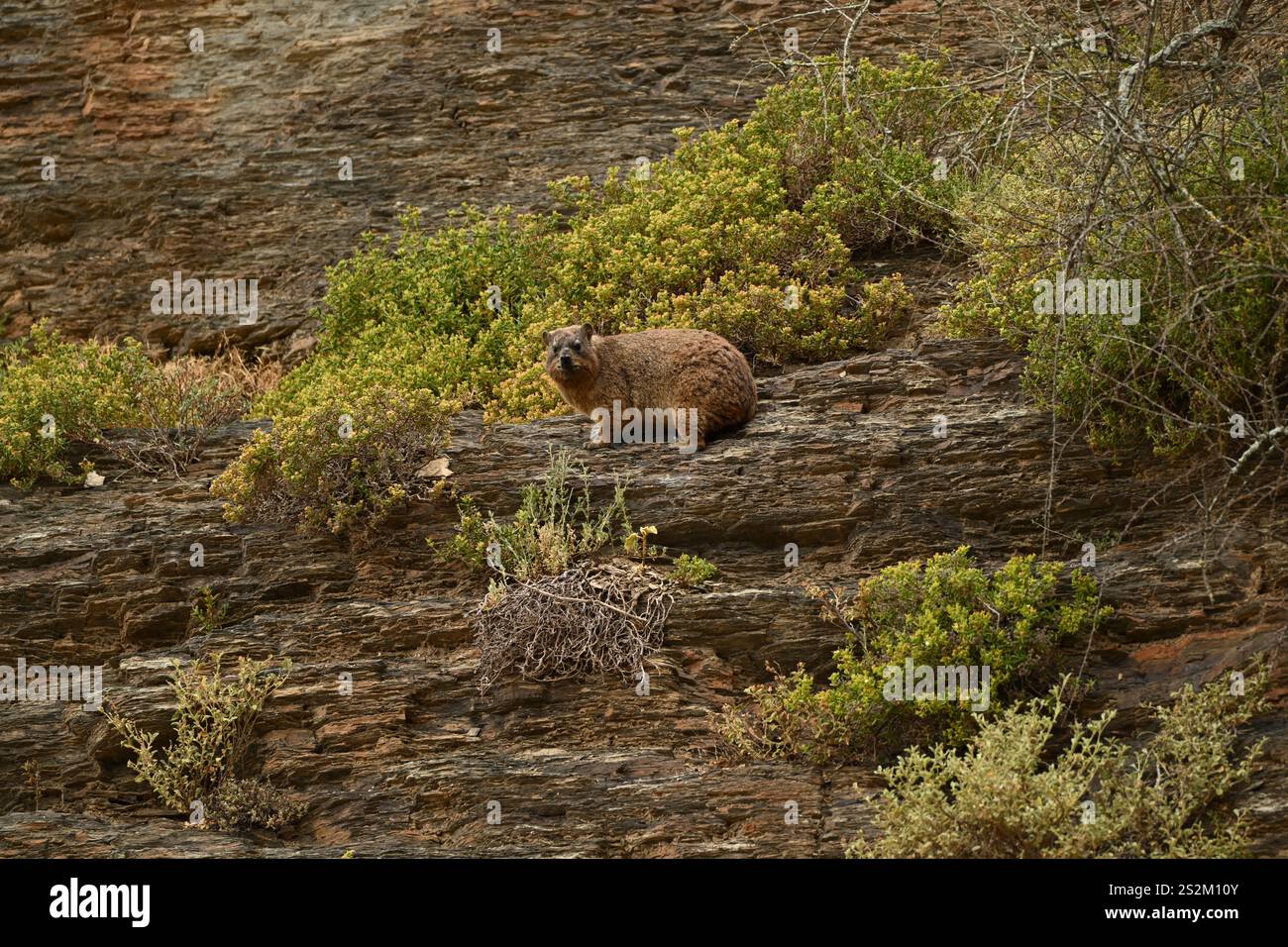 Hyrax in shrubland hi-res stock photography and images - Alamy