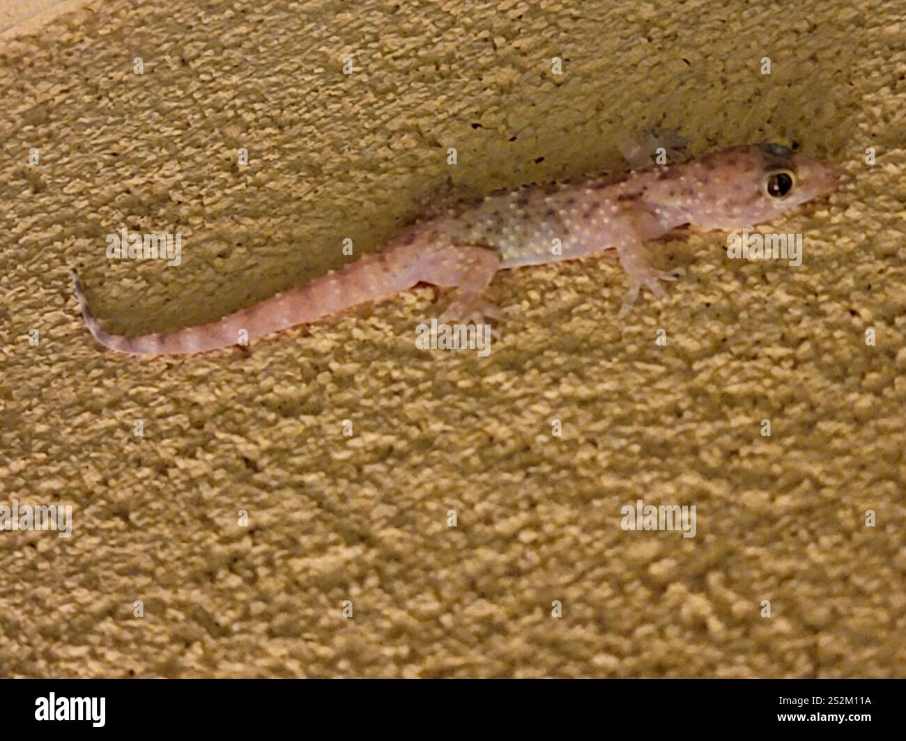 Mediterranean House Gecko (Hemidactylus turcicus Stock Photo - Alamy