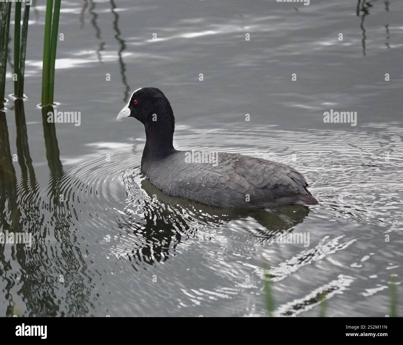 Australasian Coot (Fulica atra australis Stock Photo - Alamy