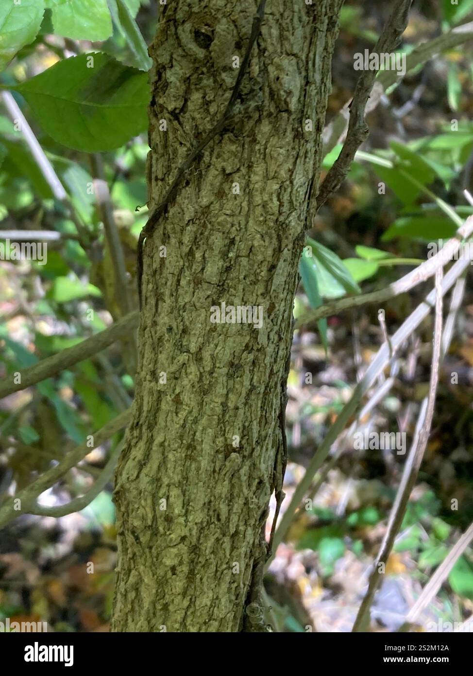 blue ash (Fraxinus quadrangulata Stock Photo - Alamy