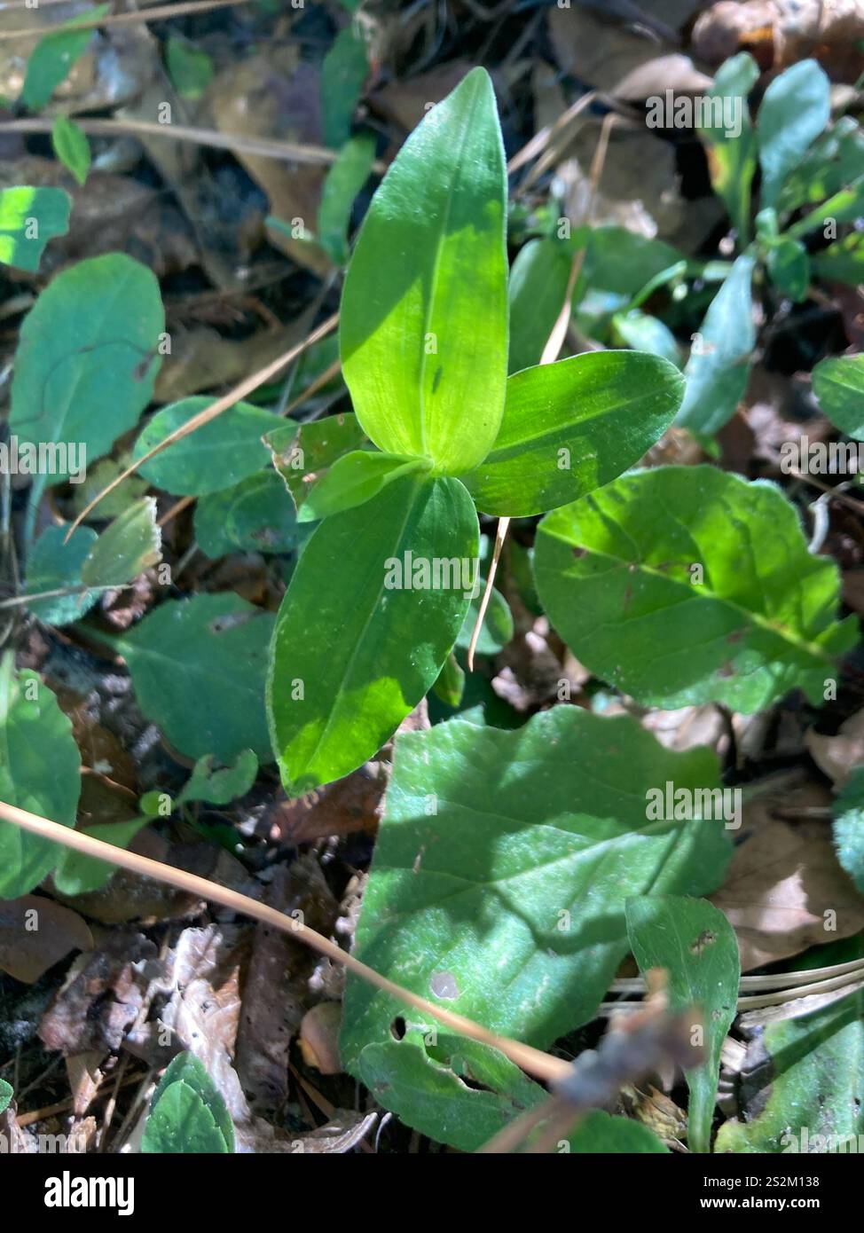 small-leaf spiderwort (Tradescantia fluminensis Stock Photo - Alamy