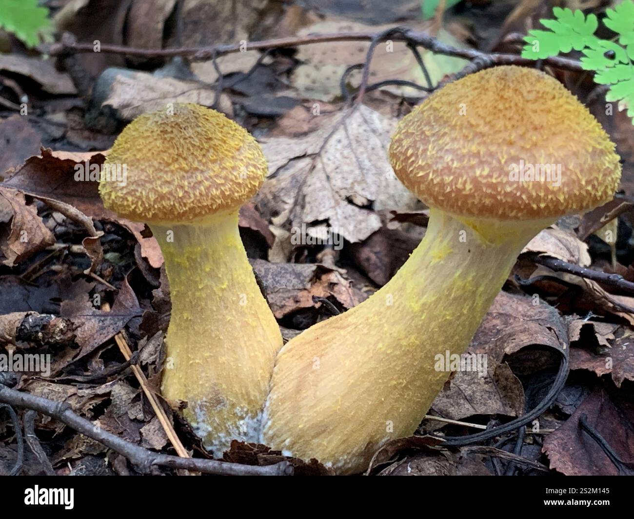 honey mushrooms (Armillaria Stock Photo - Alamy
