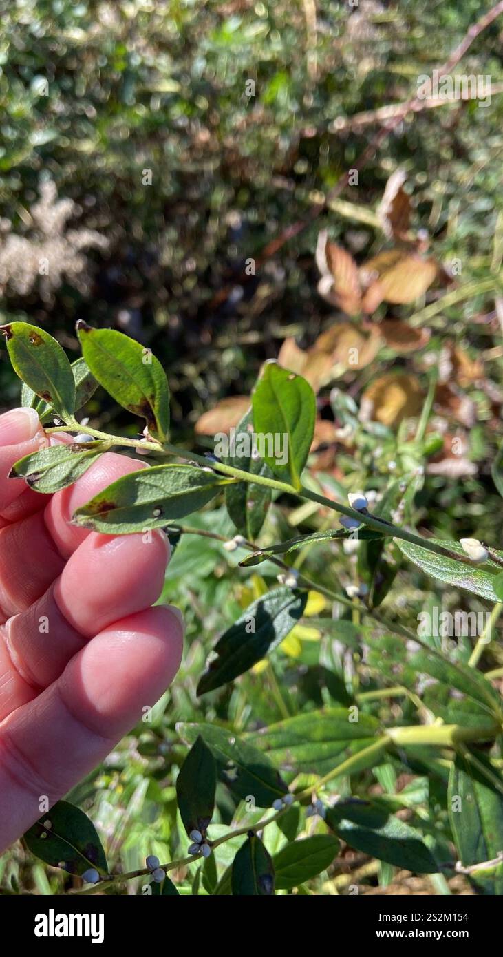 Common Gromwell (Lithospermum officinale Stock Photo - Alamy