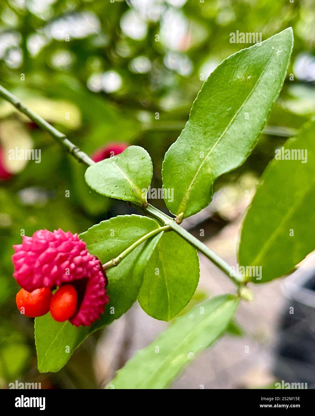 strawberry bush (Euonymus americanus Stock Photo - Alamy