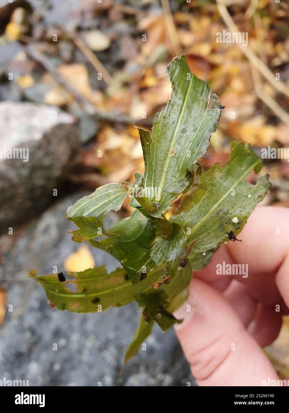 Perfoliate Pondweed (Potamogeton perfoliatus Stock Photo - Alamy