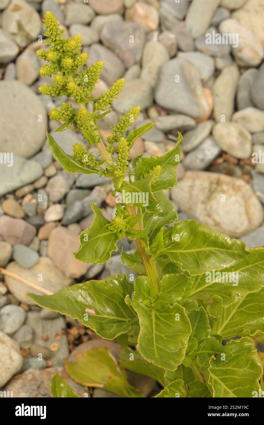 sea beet (Beta vulgaris maritima Stock Photo - Alamy