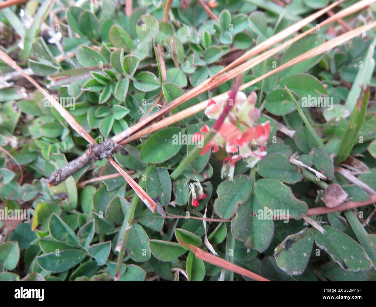 Creeping Indigo (Indigofera spicata Stock Photo - Alamy