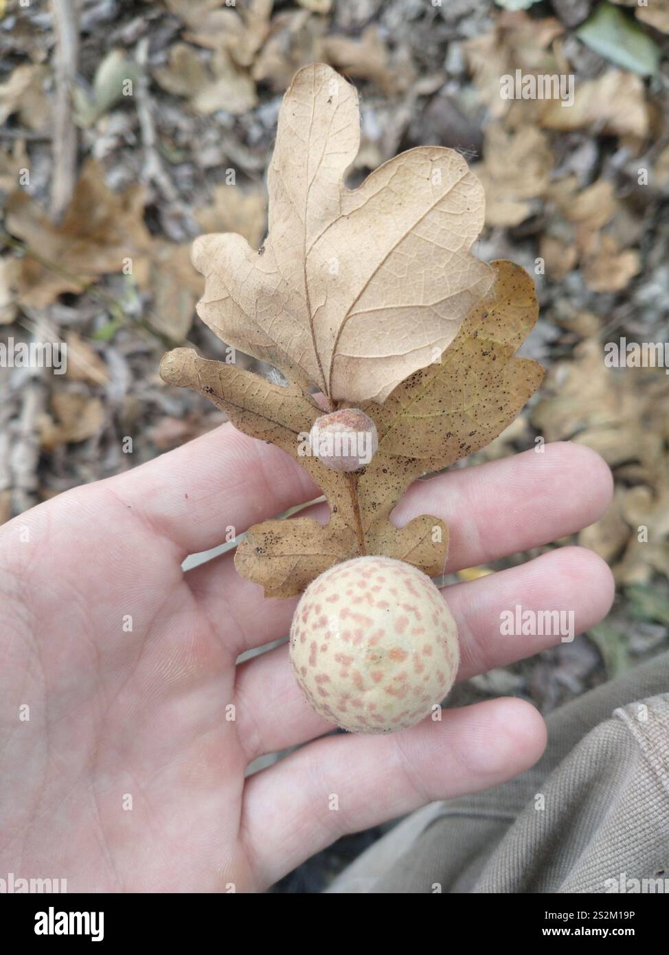 Speckled Gall Wasp (Cynips mirabilis Stock Photo - Alamy