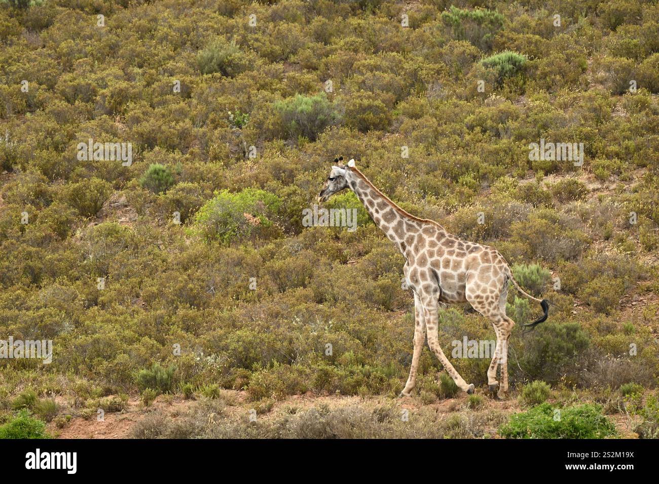 Giraffe in the wild Africa habitat Stock Photo - Alamy