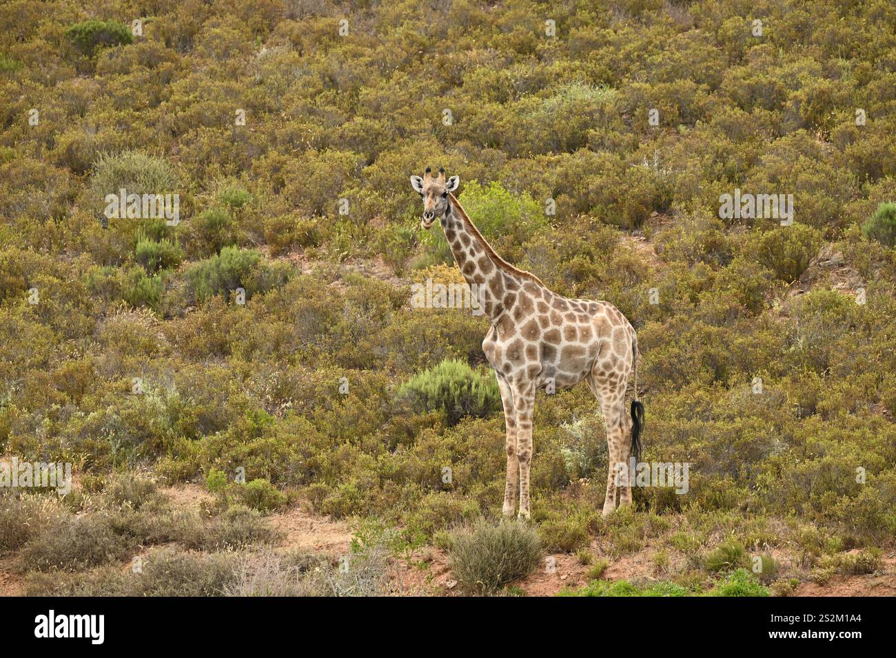 Giraffe in the wild Africa habitat Stock Photo - Alamy