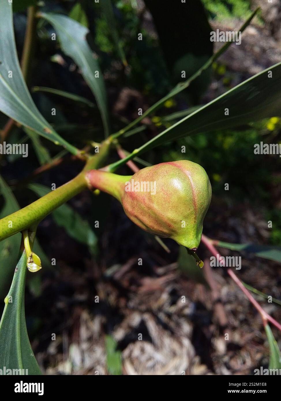 Golden Wattle Gall Wasp (Trichilogaster signiventris Stock Photo - Alamy