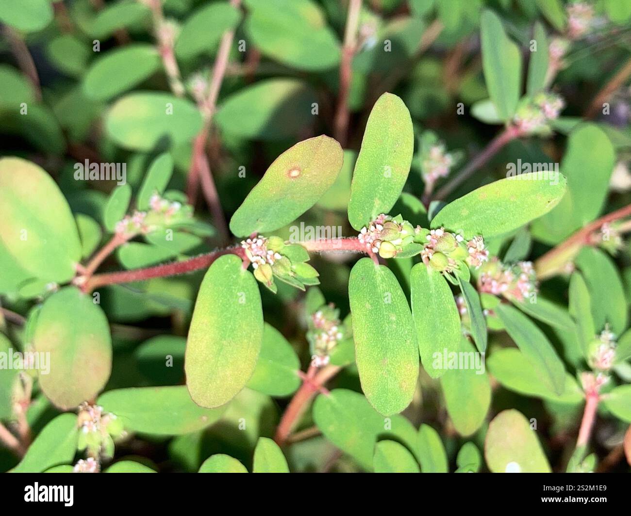 Spreading Broomspurge (Euphorbia humistrata Stock Photo - Alamy