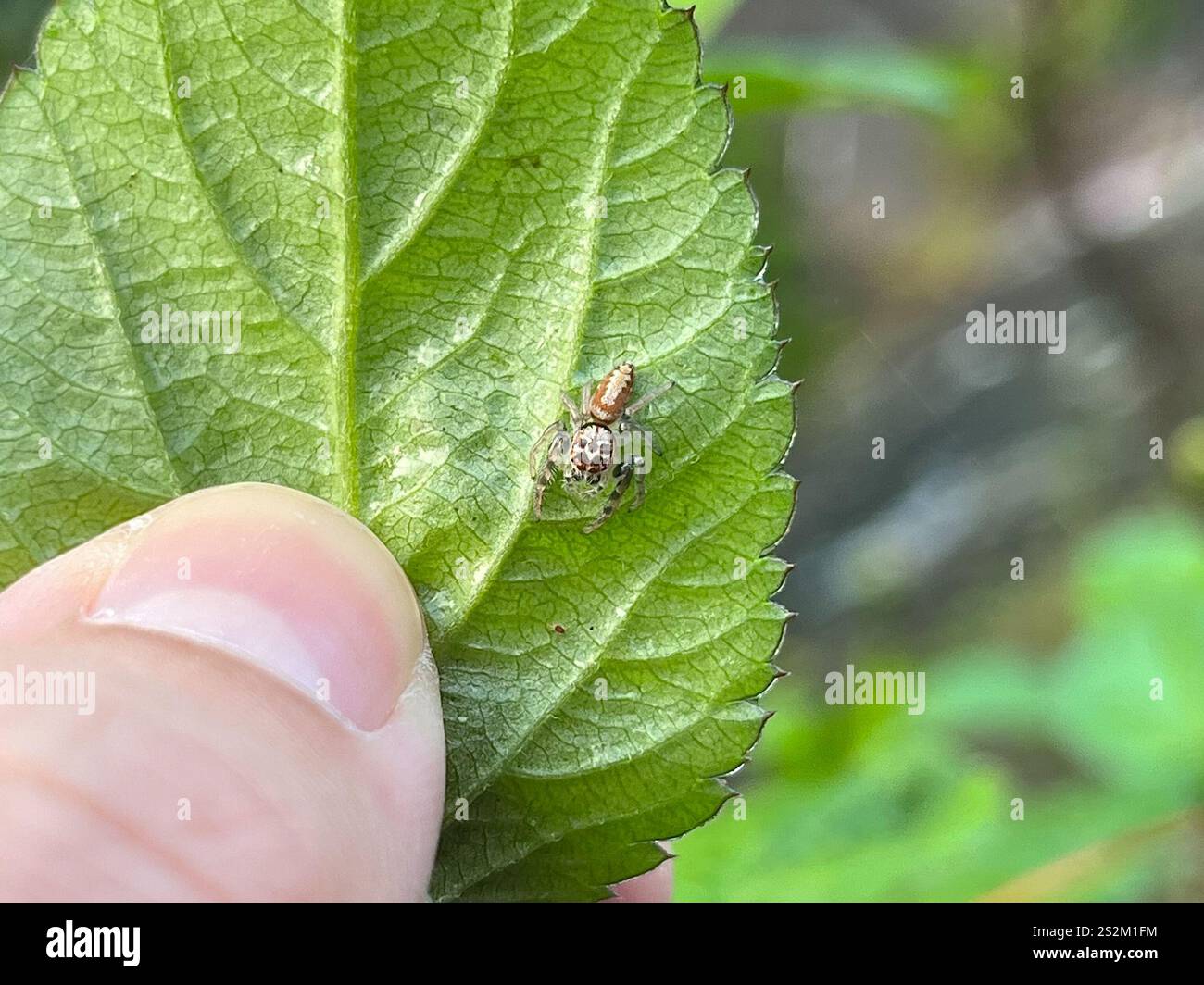 Cyclops Jumping Spider (Opisthoncus polyphemus Stock Photo - Alamy