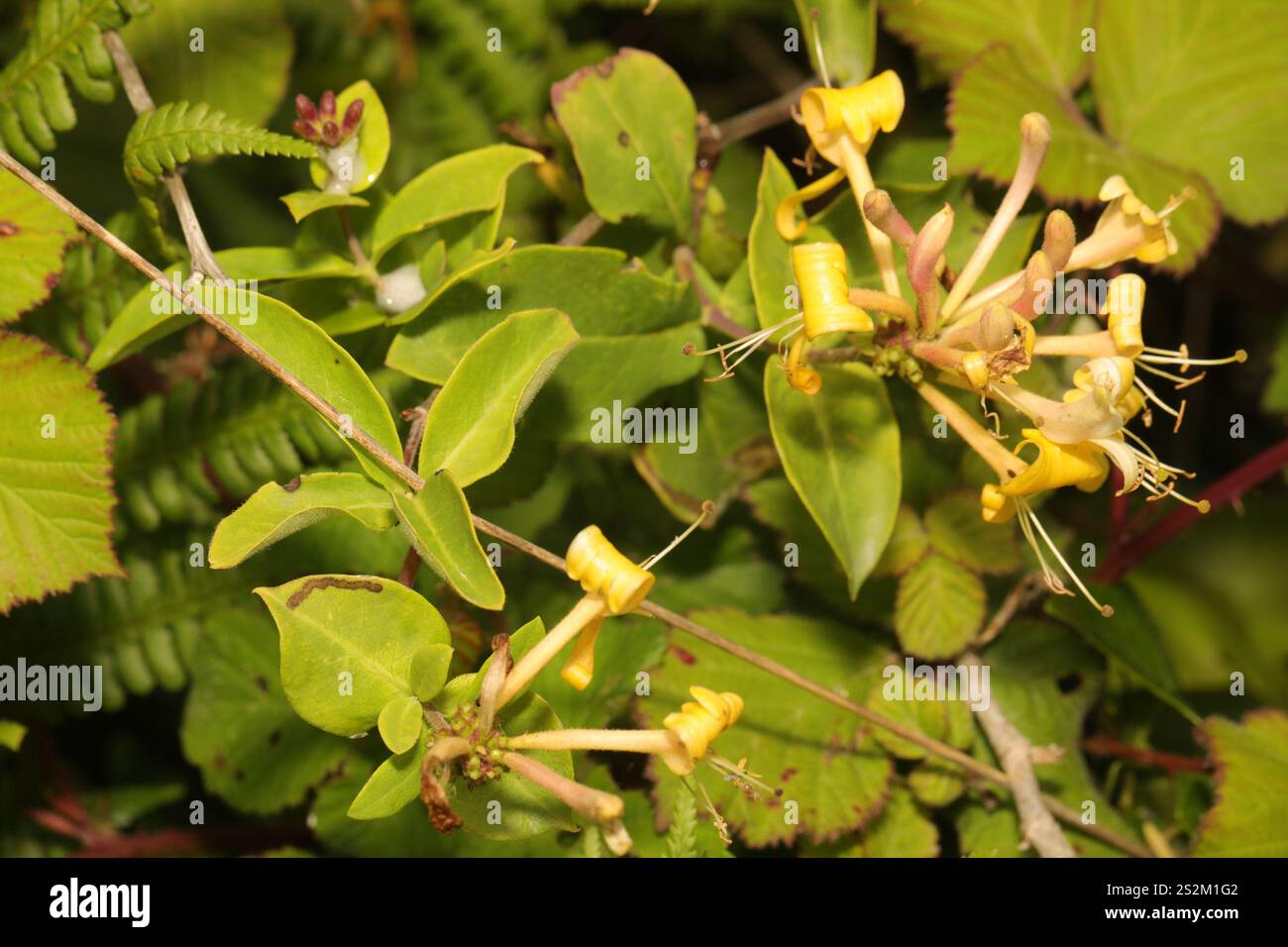 Common Honeysuckle (Lonicera periclymenum Stock Photo - Alamy