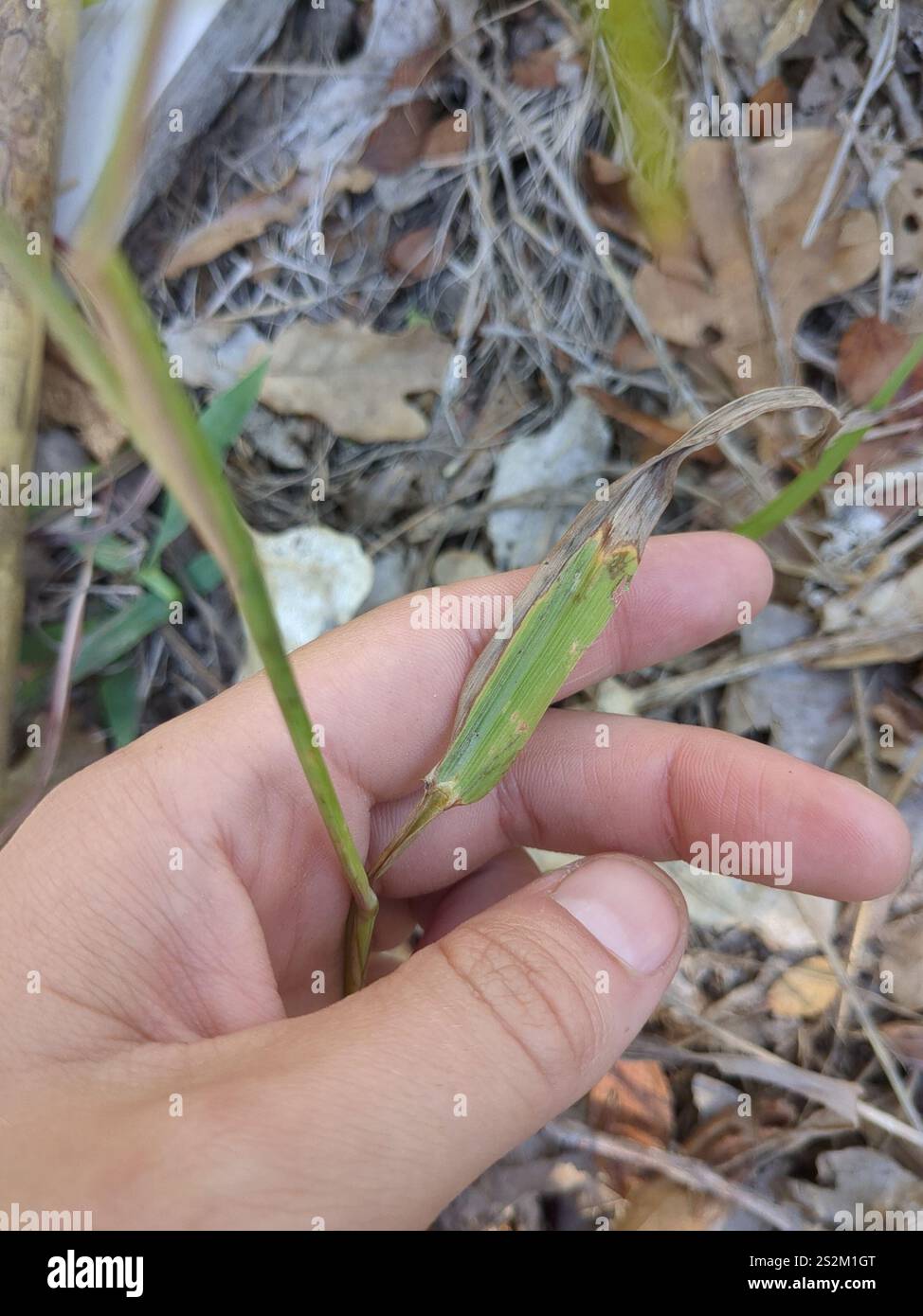 four-rowed bead grass (Paspalum pubiflorum Stock Photo - Alamy